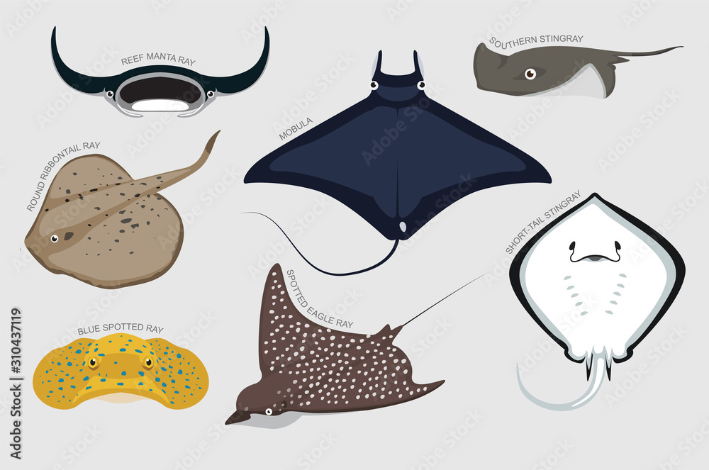 Stingray Set Various Kind Identify Cartoon Vector Stock Vector | Adobe ...