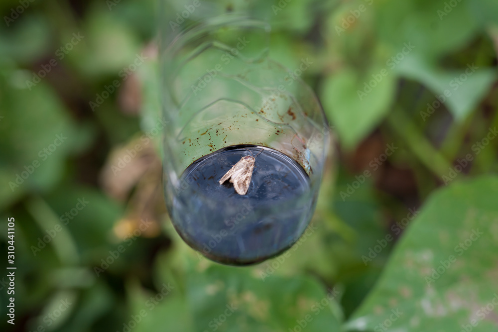 Pest bio control with trap catch a mature of Fall armyworm by using a ...