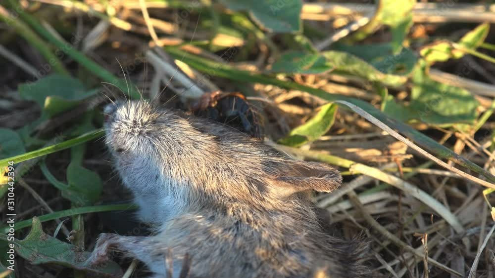 Vidéo Stock Nicrophorus marginatus running around dead mouse, Burying ...