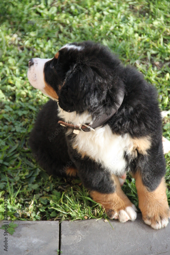 Foto de Chiot Bouvier Bernois do Stock | Adobe Stock
