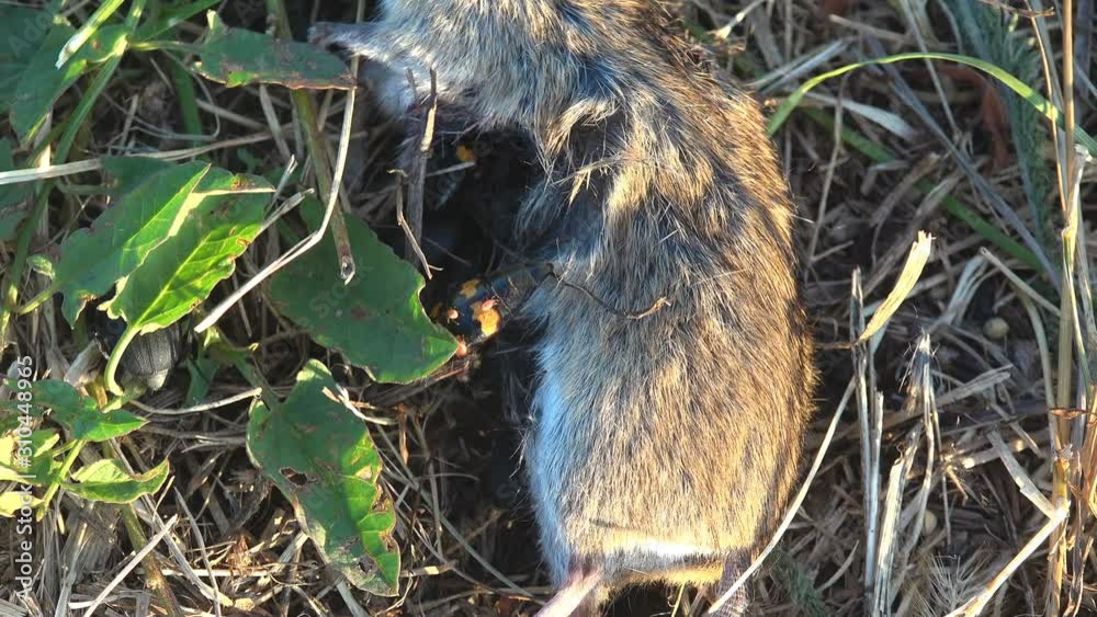 Vidéo Stock Nicrophorus marginatus running around dead mouse, Burying ...