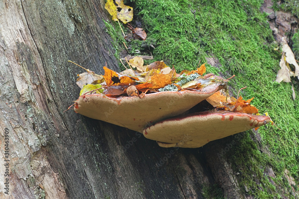 Foto de Fistulina hepatica, known as beefsteak fungus, beefsteak ...