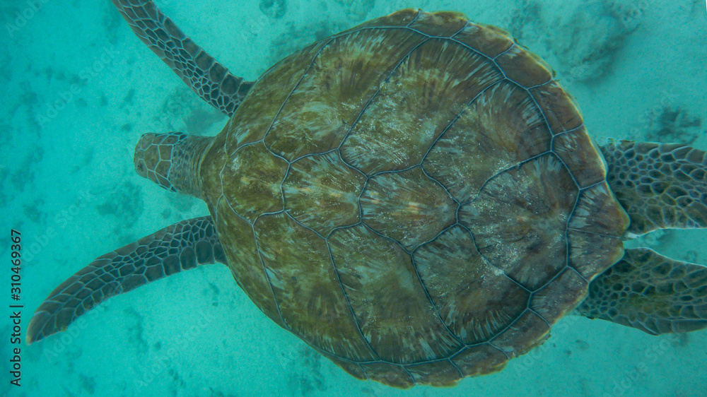 Sea Turtle Bottom View