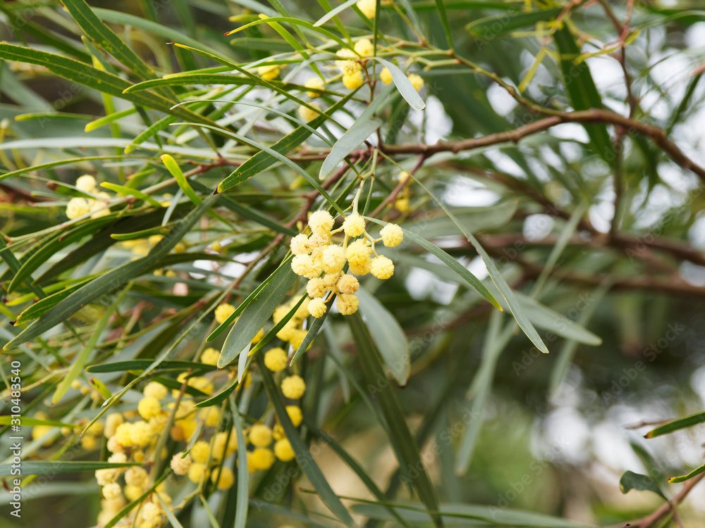 Blütenstände und Phyllodien der Gold-Akazie (Acacia pycnantha) mit ...