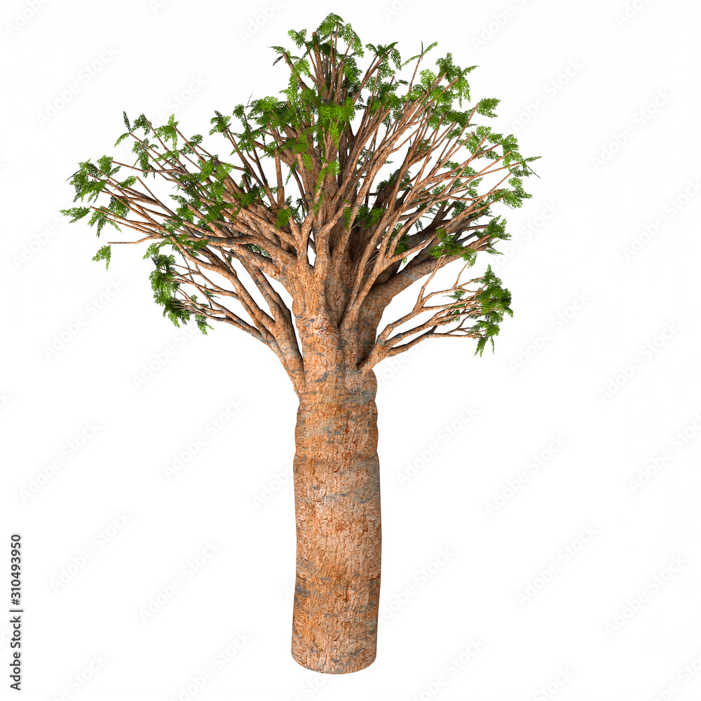 Mountain Kauri Tree - Agathis australis is a coniferous evergreen tree ...