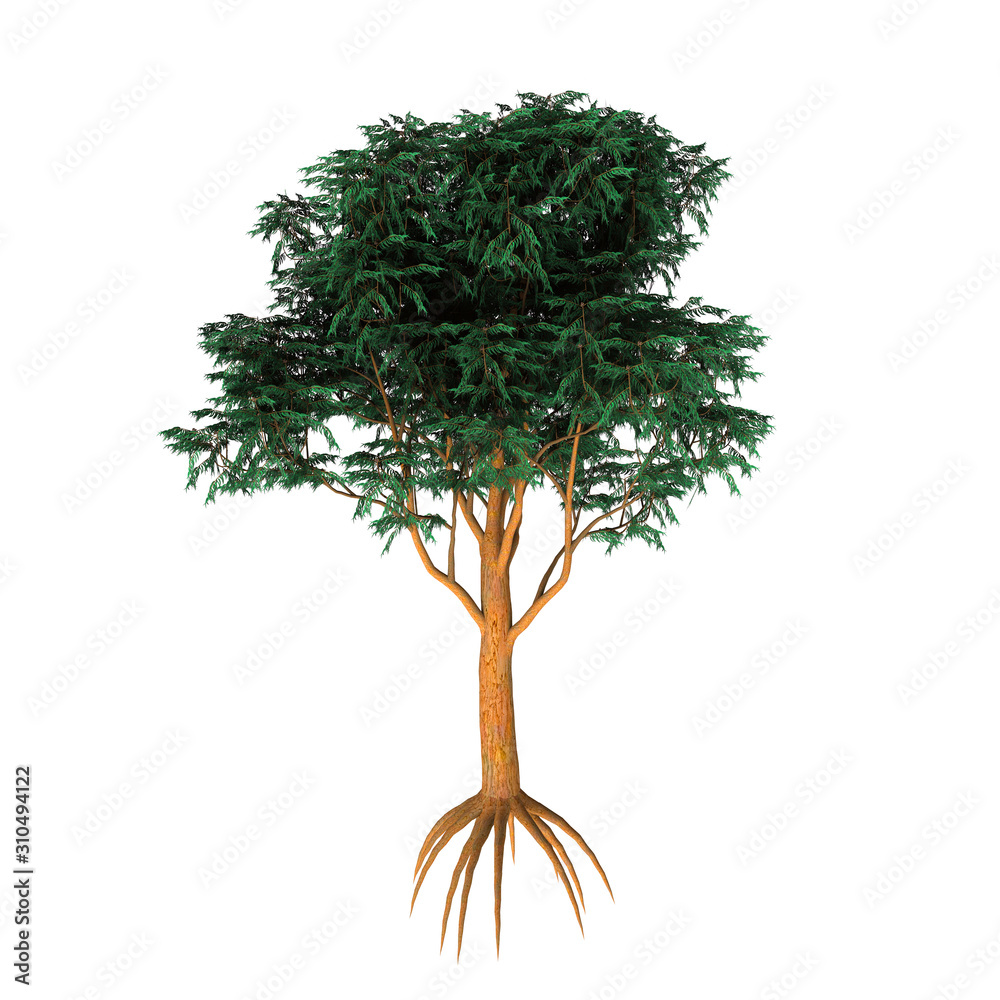 Tasmania Blue Gum Tree - Eucalyptus globulus is evergreen broad leaf ...