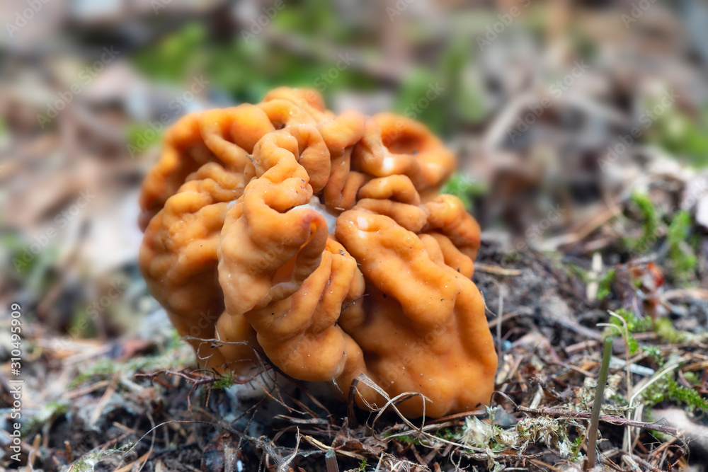 Gyromitra gigas, commonly known as the snow morel, snow false morel, calf brain, or bull nose, a ...