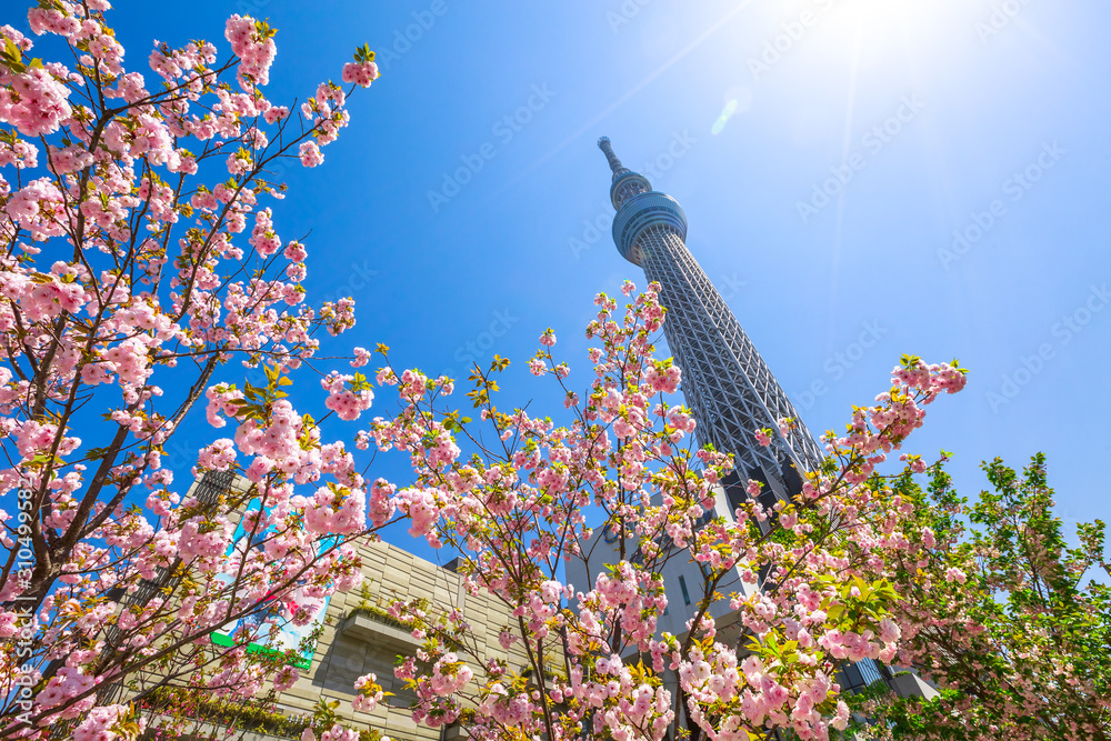 Tokyo, Japan - April 19, 2017: Tokyo Skytree and Sakura tree in full ...