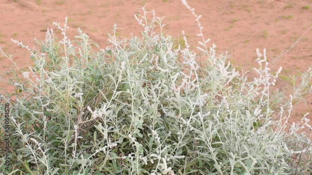 White desert flowers, white saxaul (Haloxylon persicum) or Ghada ...