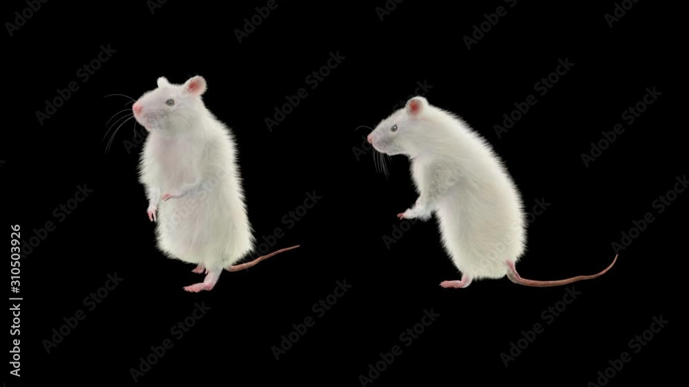 Rat Dance CG fur 3d rendering animal realistic CGI VFX composition 3d ...