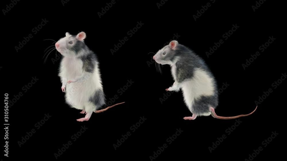 Rat Dance CG fur 3d rendering animal realistic CGI VFX composition 3d ...