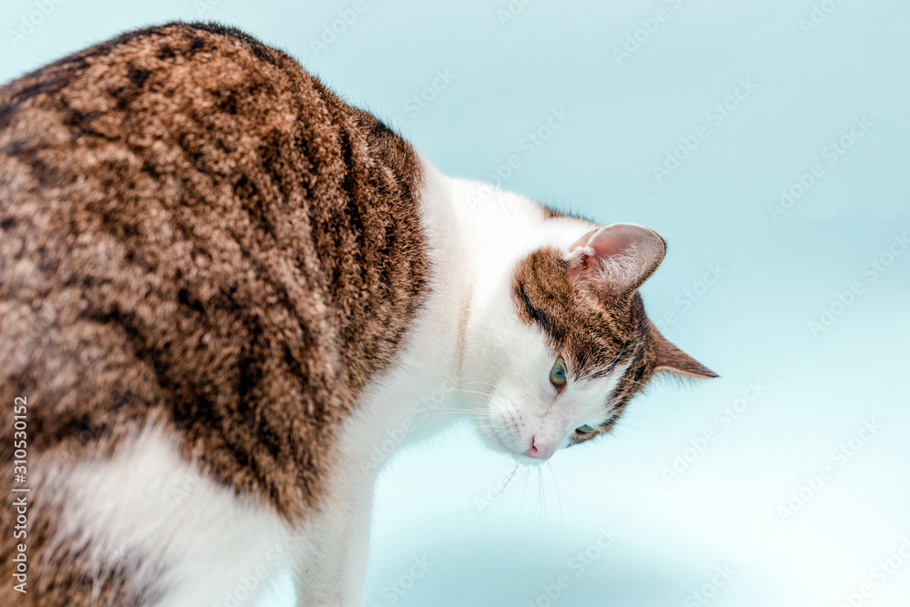 Funny cat Surprised sitting and looking down. White cat with gray spots ...