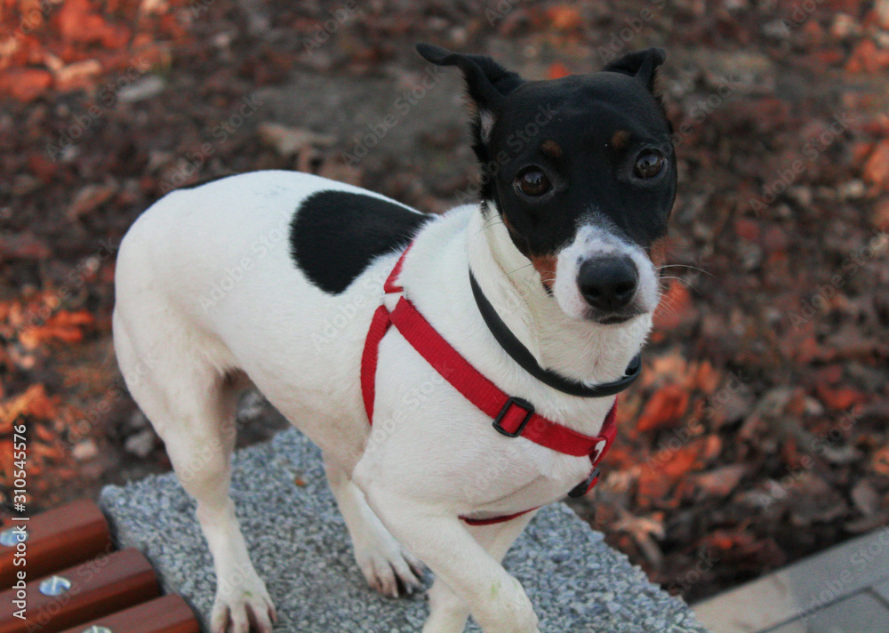 Jack Russell Terrier Mix Black And White