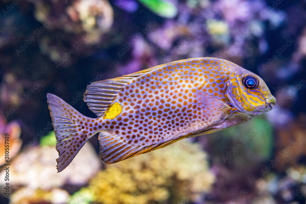 Coral reef with rabbitfish Siganus guttatus/Orange-spotted spinefoot ...
