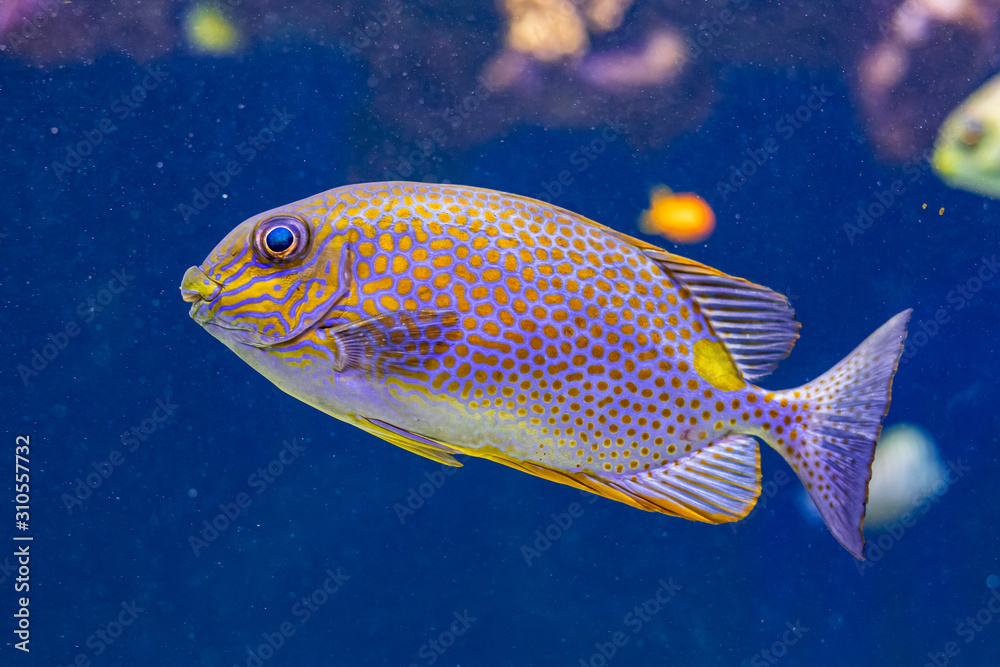 Coral reef with rabbitfish Siganus guttatus/Orange-spotted spinefoot ...