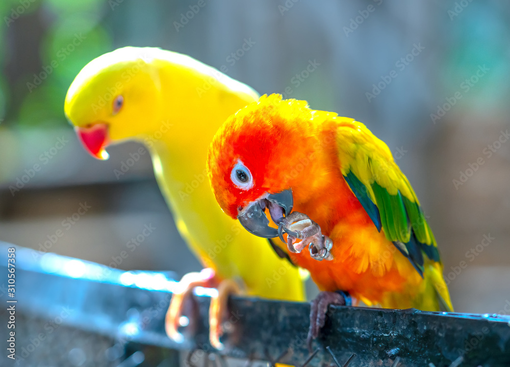Lovebird parrots sitting together. This birds lives in the forest and ...