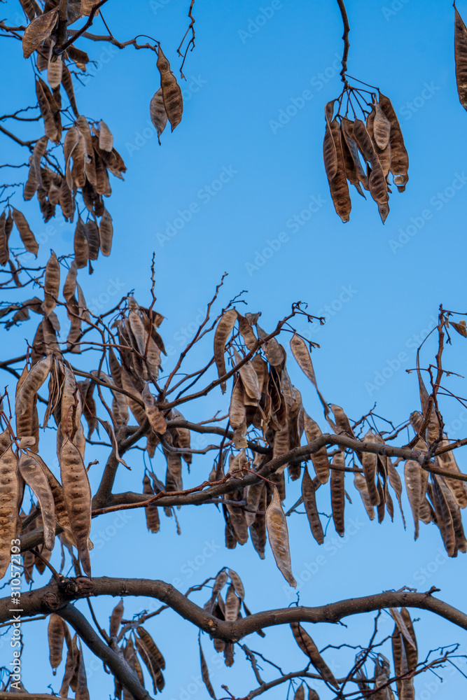 albizia julibrissin seed pods. Mimosa. Persian silk tree. Pink siris ...