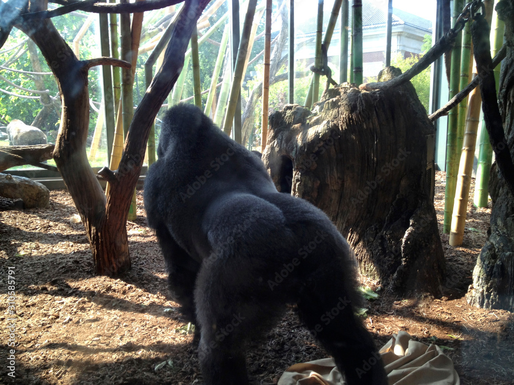 a big monkey in a cage Stock Photo | Adobe Stock