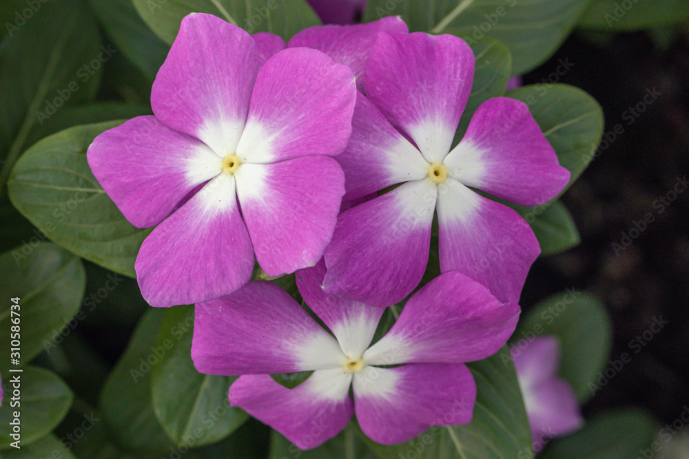 Pink Periwinkle Flower
