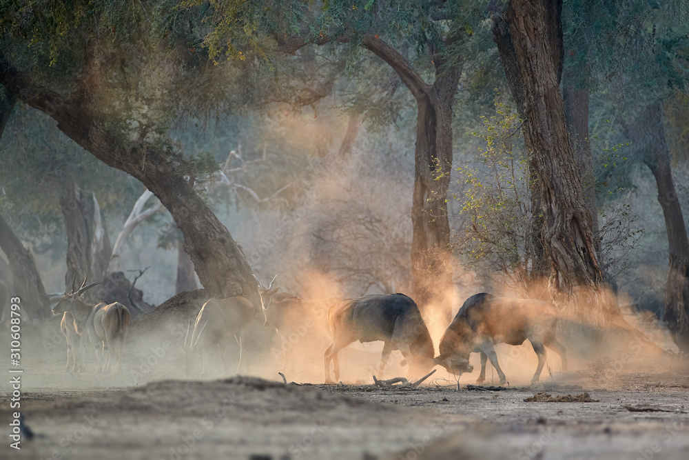 Two large male Eland antelopes, Taurotragus oryx, fighting in an orange ...