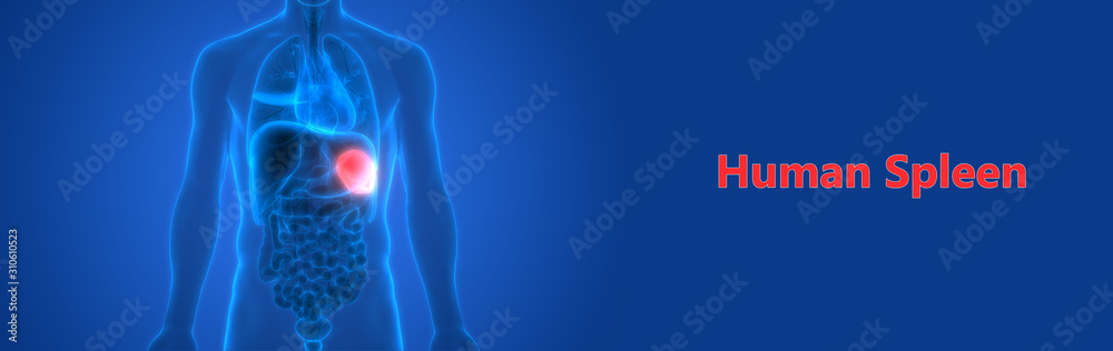 Human Internal Organ Spleen Anatomy Stock Illustration | Adobe Stock