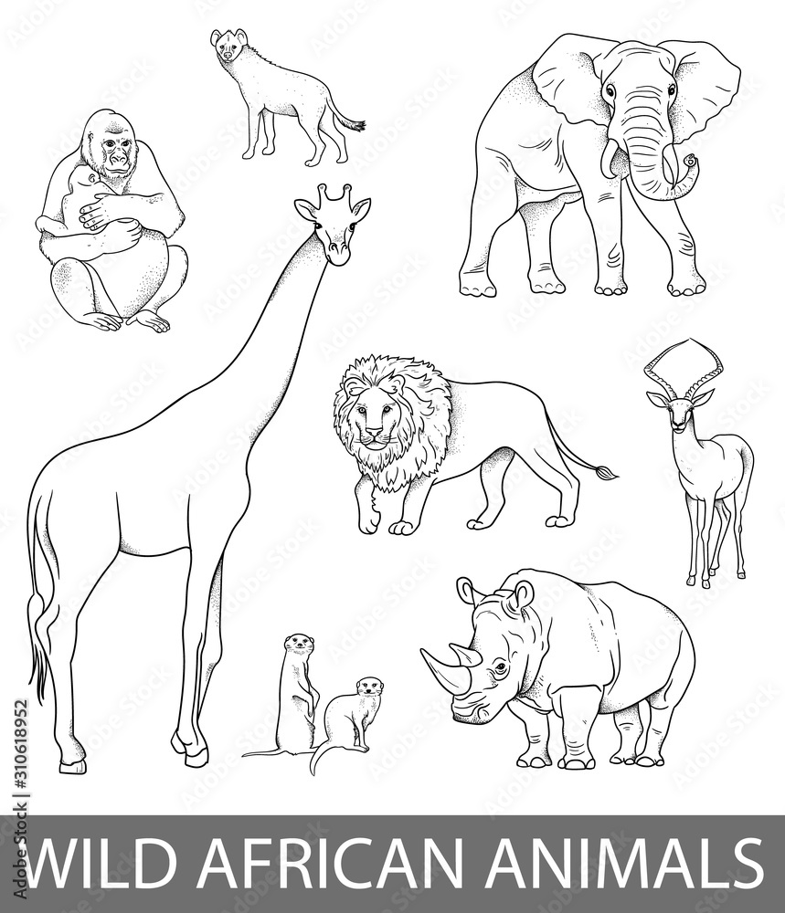 Set of wild african animals illustrations in lines. Educational zoology ...