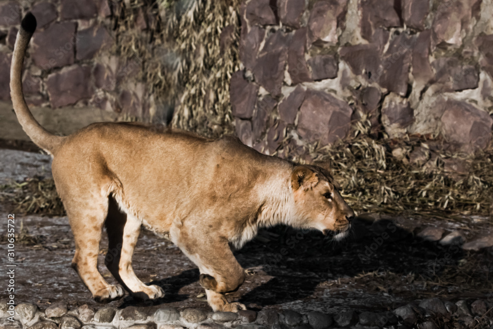 Lioness Jumping