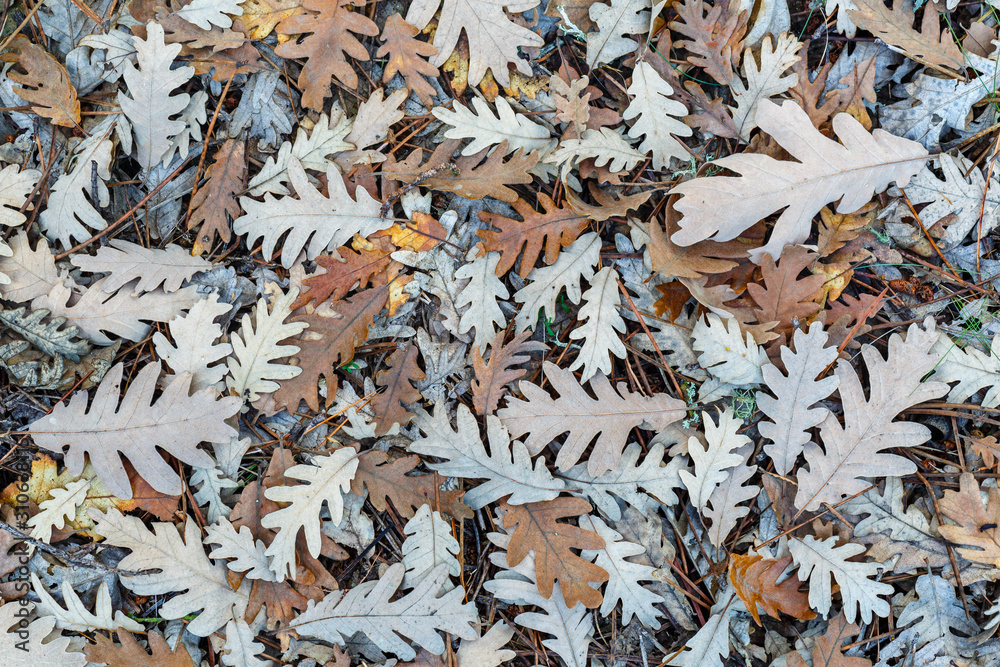 Hojas secas de roble melojo en el suelo durante el otoño. Quercus ...