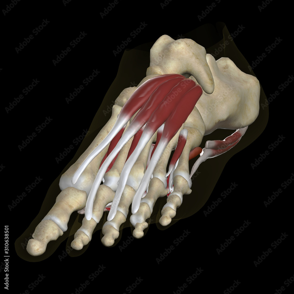 Foot anatomy of human showing muscles and bones diagonal right view 3d ...