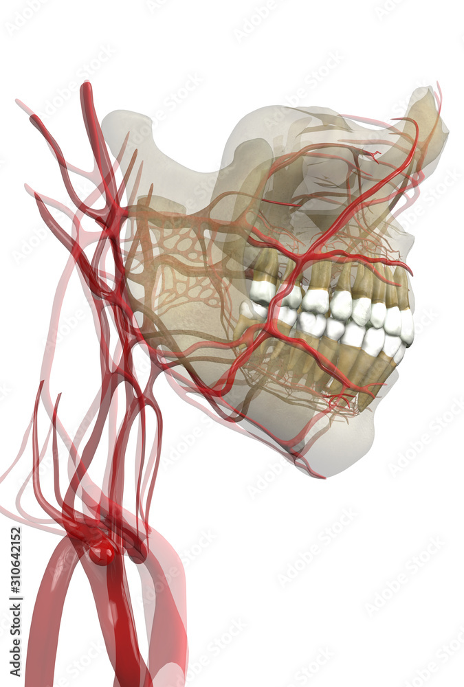 Side view of orofacial dental anatomy with veins and nerves white ...