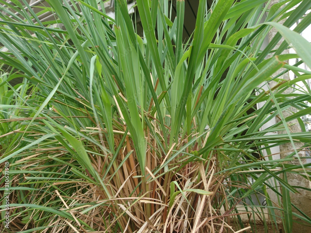 Cymbopogon Nardus