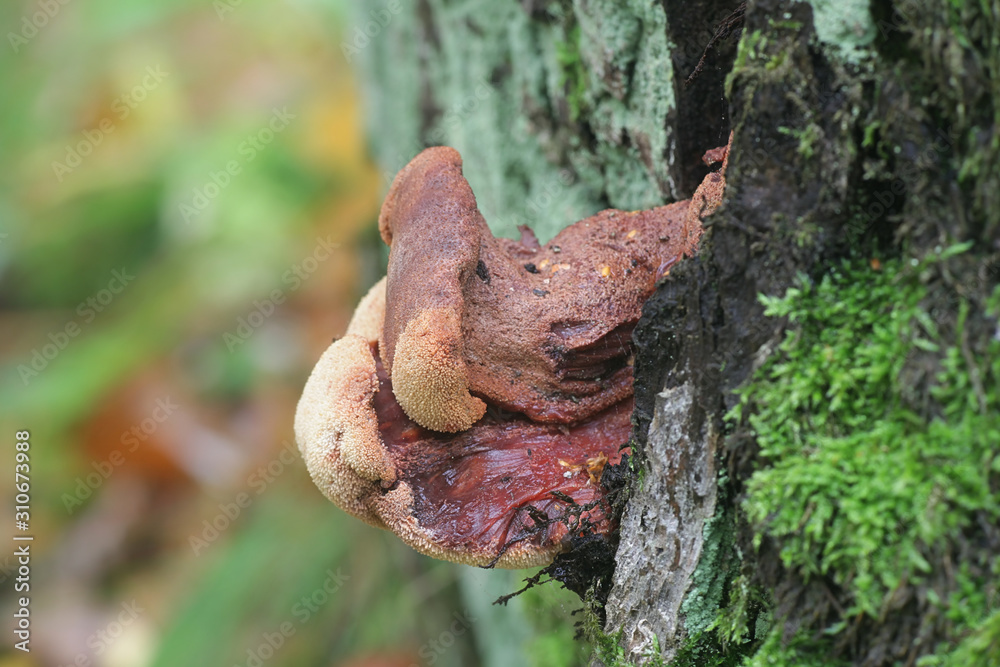 Fistulina hepatica, known as beefsteak fungus, beefsteak polypore, ox ...