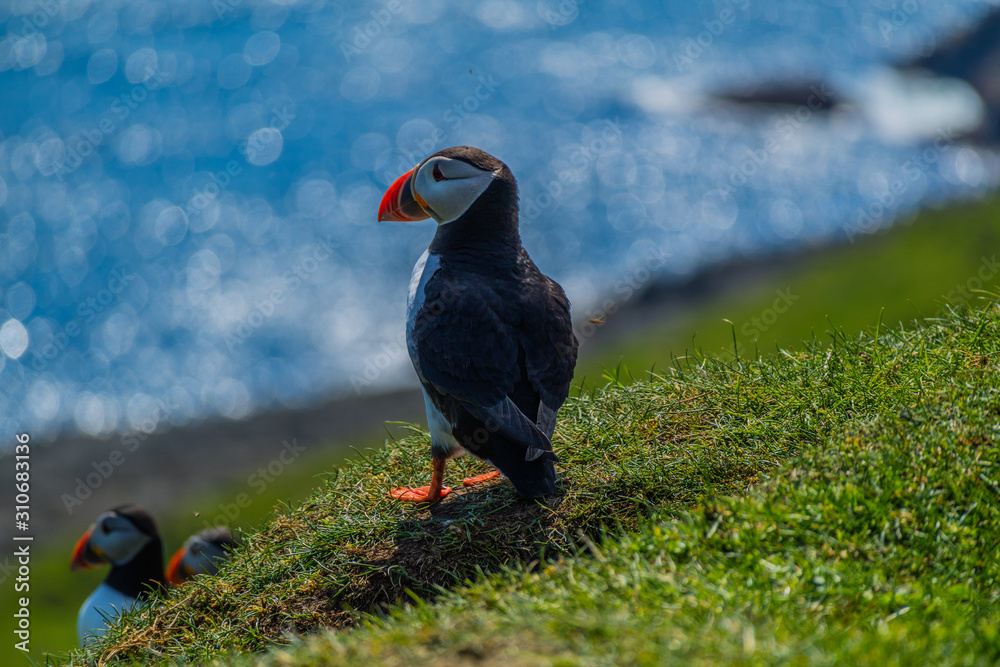 Maskonury na Wyspie Mykines na Wyspach Owczych Stock Photo | Adobe Stock