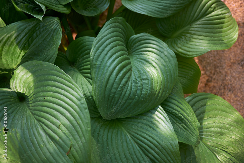 Hosta sieboldiana Stock Photo | Adobe Stock