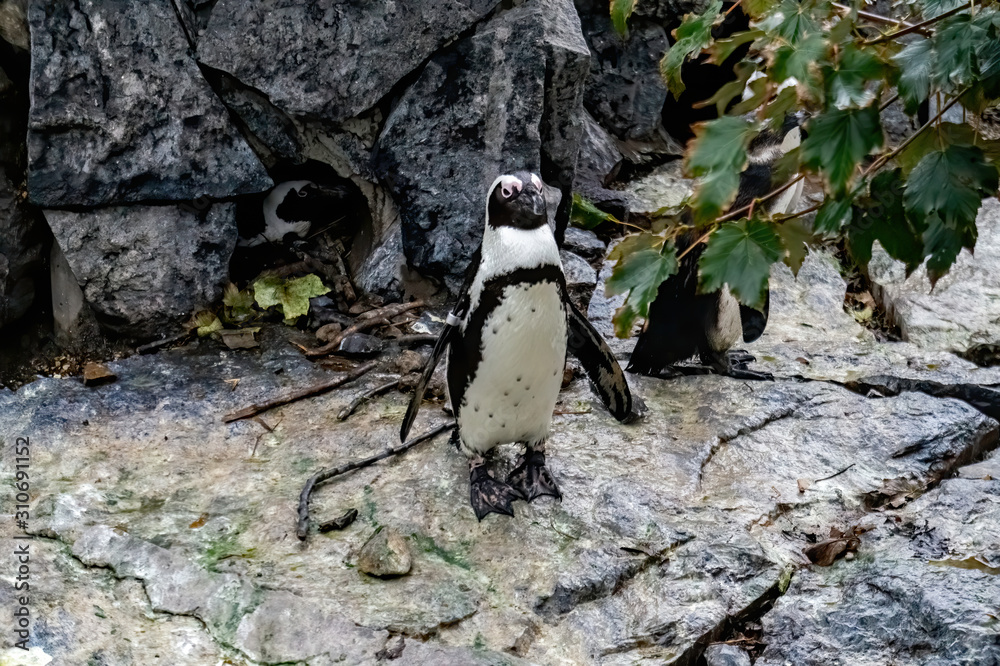 Poster African penguin protect his family – Wall Art | UkPosters