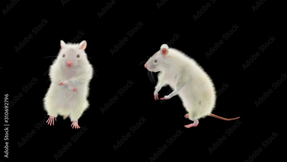 Rat Dance CG fur 3d rendering animal realistic CGI VFX composition 3d ...