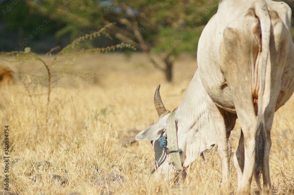 Ongole cattle is an indigenous cattle breed that originates from ...