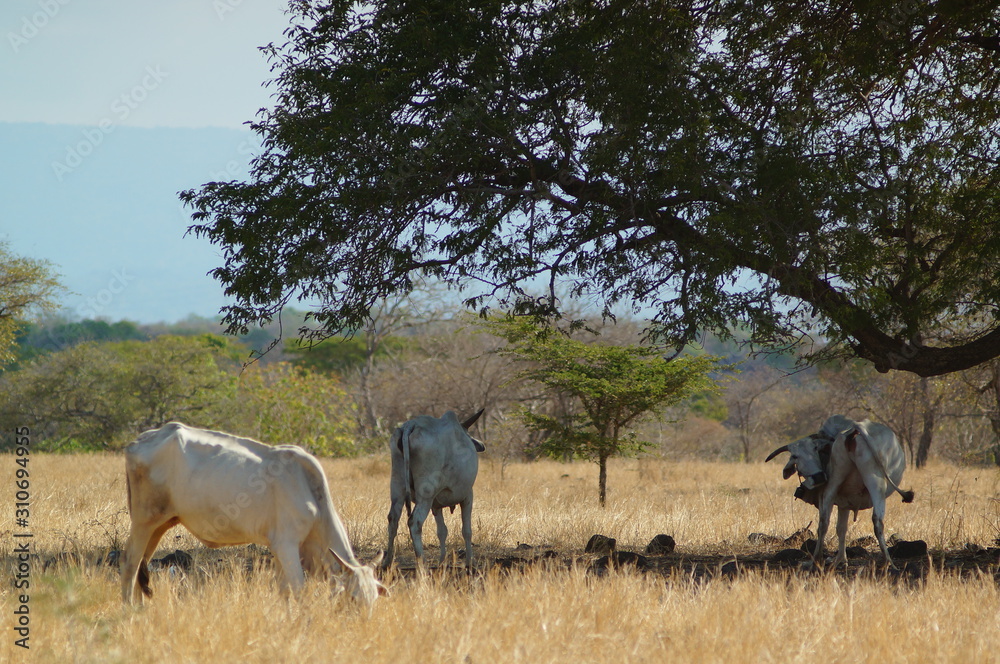 Foto de Ongole cattle is an indigenous cattle breed that originates ...