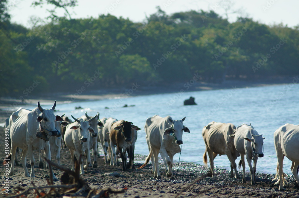 Ongole cattle is an indigenous cattle breed that originates from ...