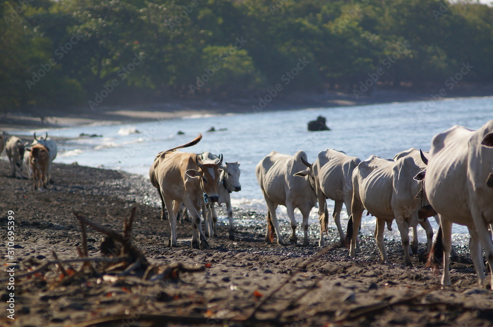Ongole cattle is an indigenous cattle breed that originates from ...