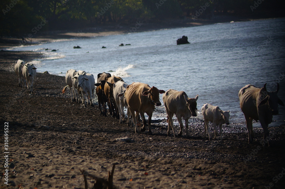 Ongole cattle is an indigenous cattle breed that originates from ...