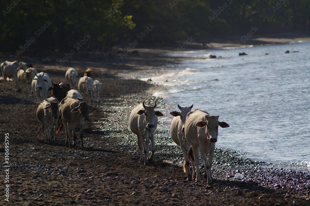 Ongole cattle is an indigenous cattle breed that originates from ...
