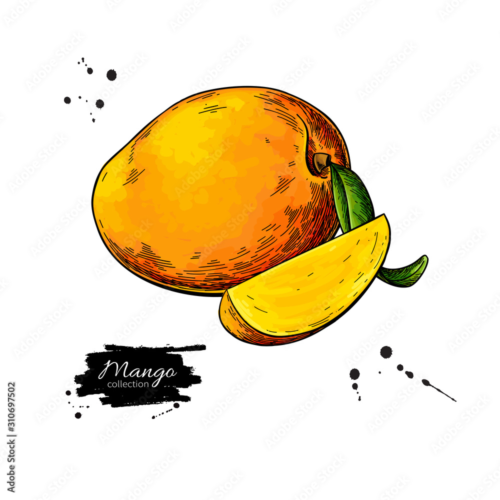 Mango vector drawing. Hand drawn tropical fruit illustration. Stock ...