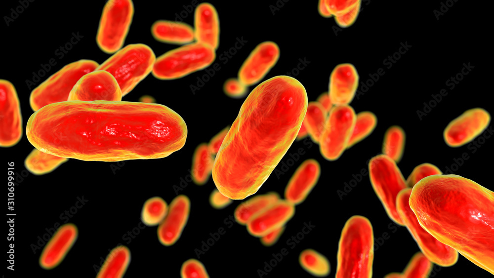 Bacteria Bordetella pertussis, 3D illustration. Gram-negative ...