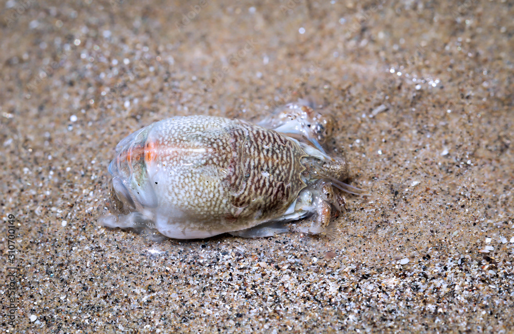 ein Krebs, oder Krabbe im jungen Stadium am Strand Stock Photo | Adobe ...
