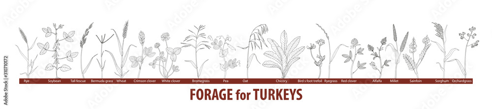 Vetor de Big set forage plants for turkeys - chufa sedge, chicory ...