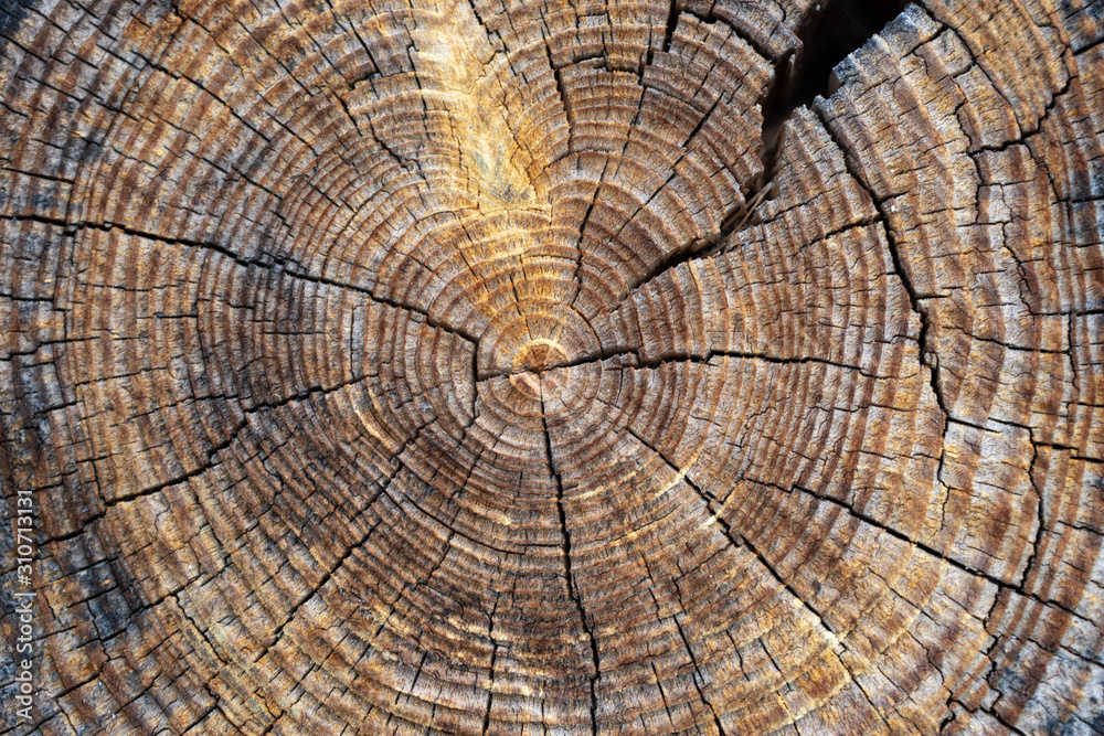 Cross section of the tree. Transverse section. Background. Stock Photo ...