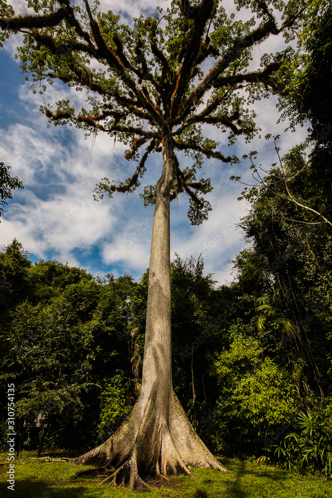 Famous Tarantula tree in Tikal, Guatemala. Tarantula tree is known for ...