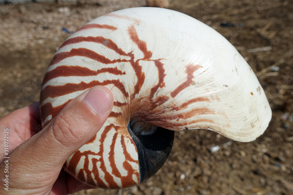 Giant Nautilus Shell
