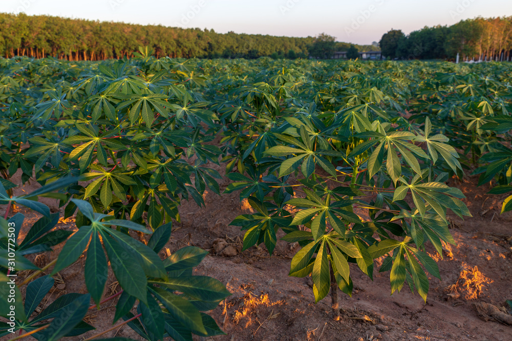 Tapioca fields on natural background. Grow cassava. Season of planting ...